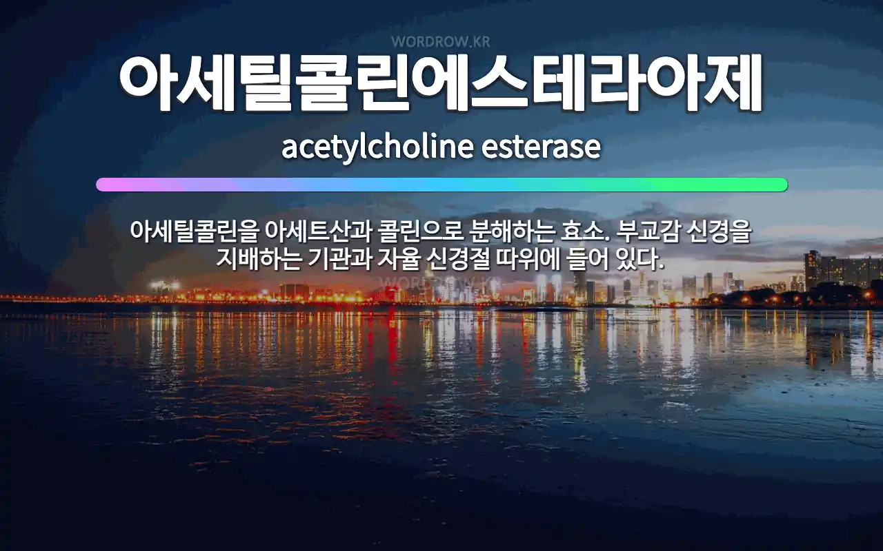 🌟아세틸콜린에스테라아제 아세틸콜린을 아세트산과 콜린으로 분해하는 효소 부교감 신경을 지배하는 기관과 자 표준국어대사전