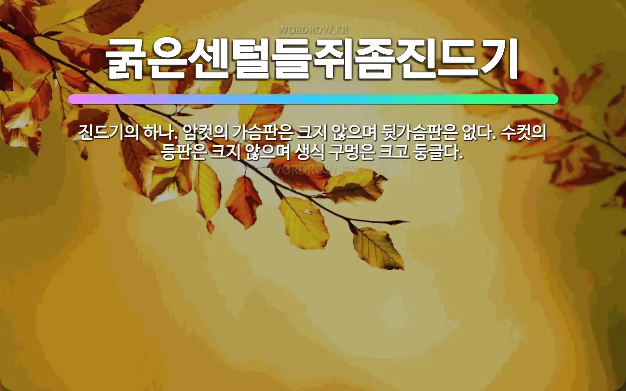 🌟굵은센털들쥐좀진드기: 진드기의 하나. 암컷의 가슴판은 크지 않으며 뒷가슴판은 없다. 수컷의 등판은 크지 ... - 표준국어대사전